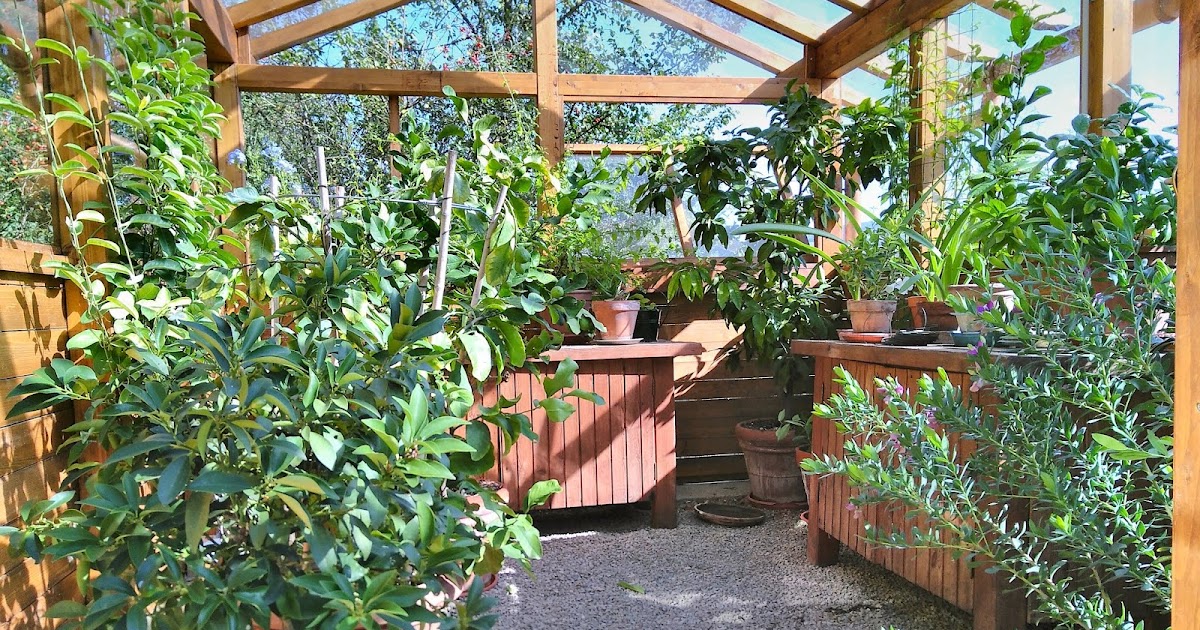 From a Tuscan Hillside: the Greenhouse comes into its own...