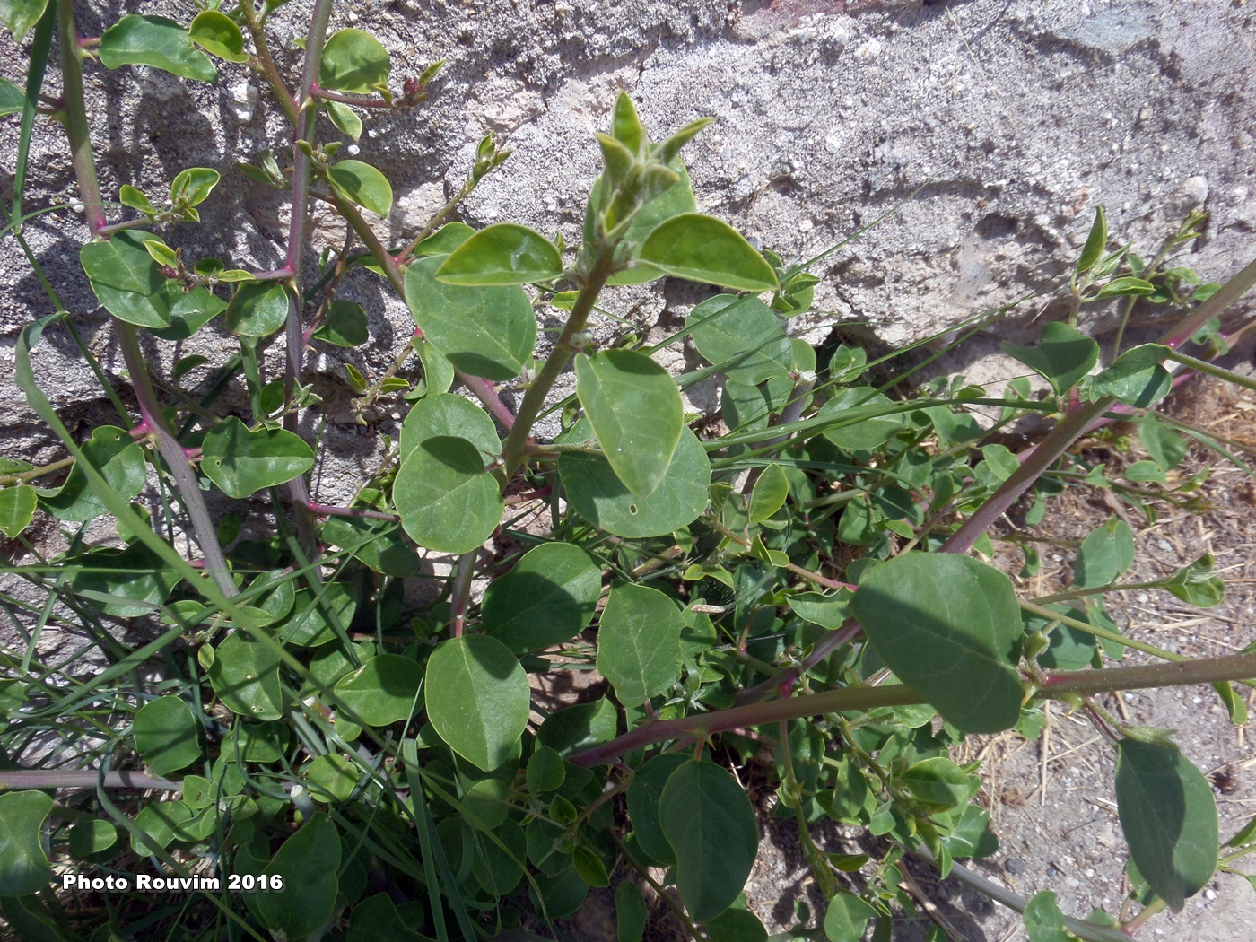 ΡΟΔΟΣυλλέκτης: Κάππαρις η ακανθώδης: Ο καρπός του βράχου!!! (Όλα για ...