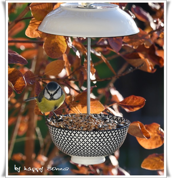 Happy Sonne: DIY-Vogelfutterstationen