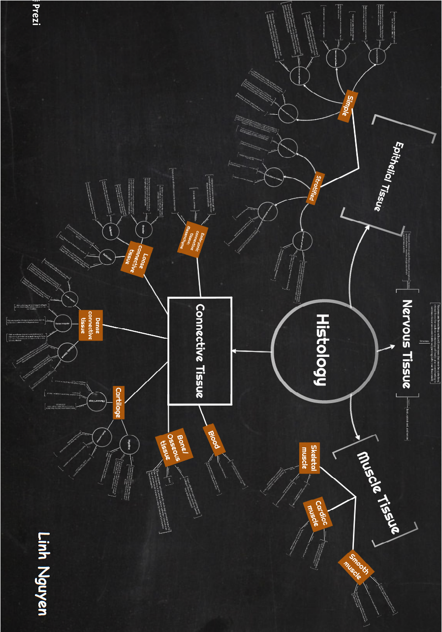 BIOL& 241 | Human Anatomy & Physiology 1 – Spring 2017: “Tissue Concept ...