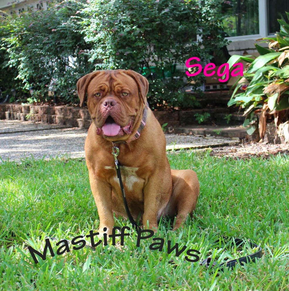 Mastiff Paws: Females