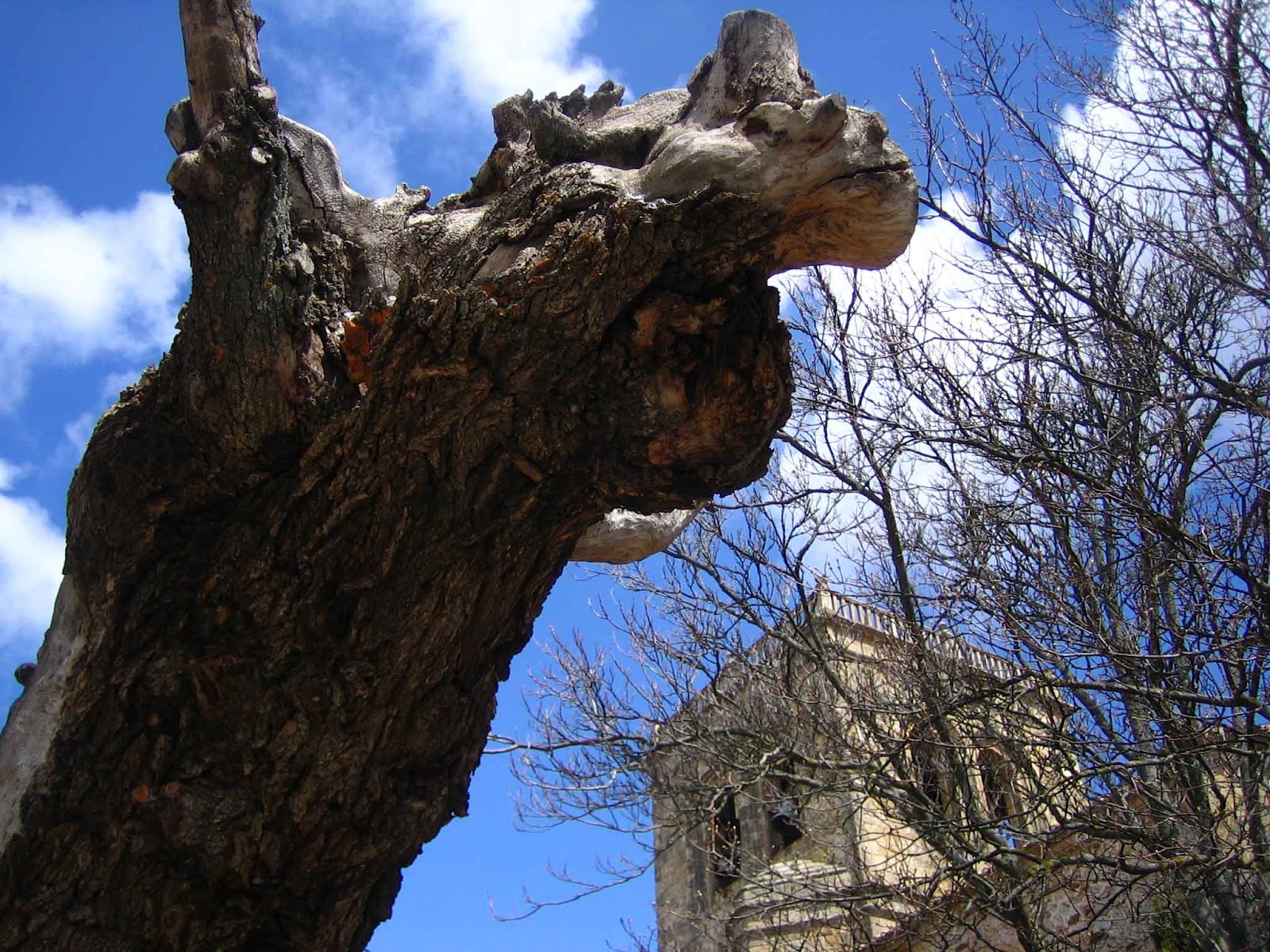 LENGUA Y LITERATURA (CASTELLANO): A un olmo seco