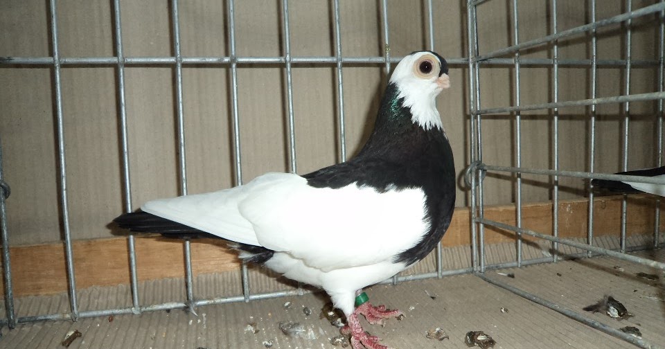 Short-Faced Gansel Tumbler ( Ceglédi rövidcsörü szívhátú ) - Pigeons fall