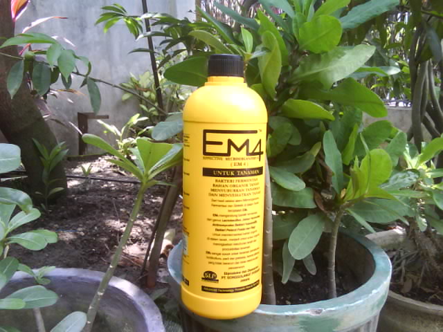 Cara Membuat EM4 Sendiri | TanInfo