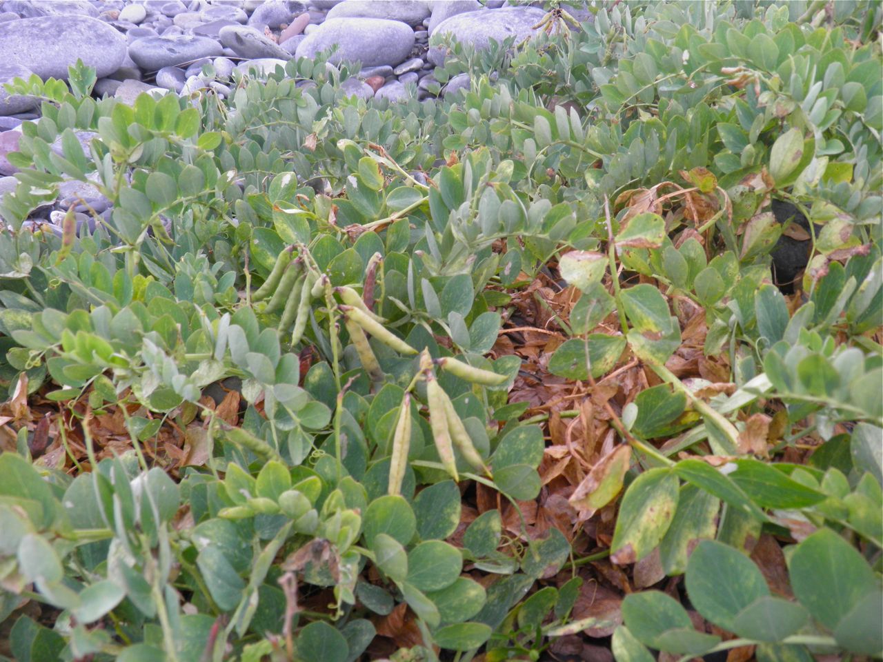 Docaitta Lifestyle: Foraging: Beach Peas (Lathyrus japonicus var ...