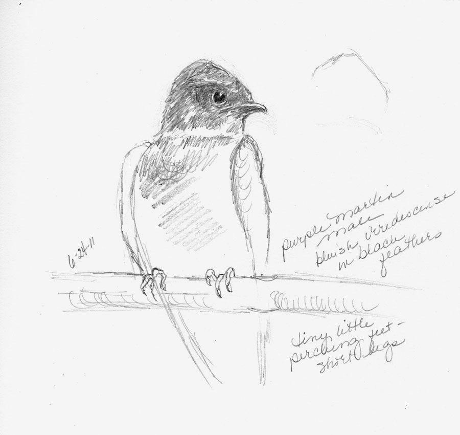 Vickie Henderson Art: Purple Martins--Contenders for Bird-World ...