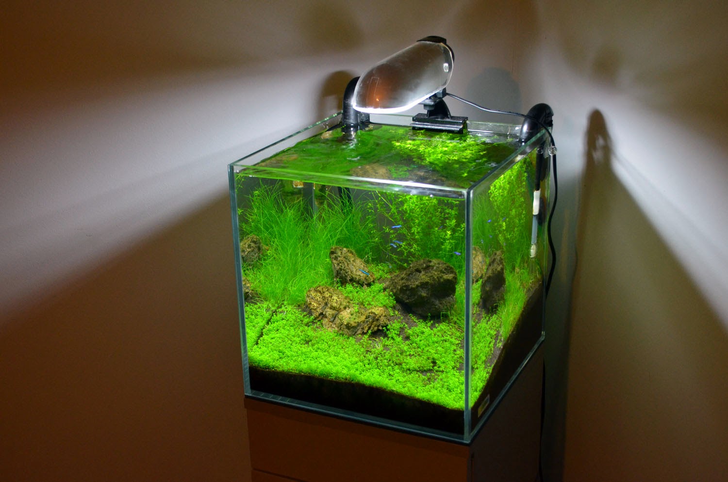 CUBE aquarium: czas na LOW-TECH?