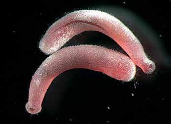 Real Monstrosities: Aplacophora