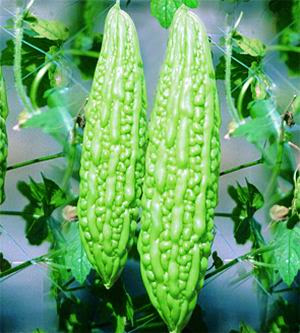 Jessie's Girl: AMPALAYA (^^_)