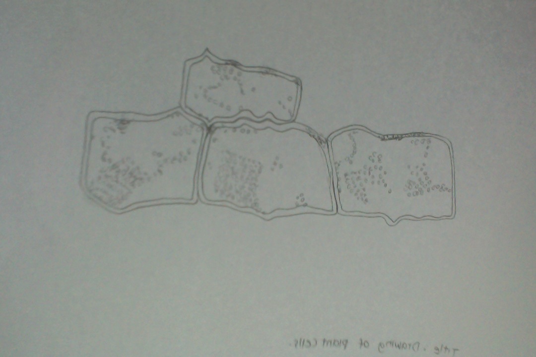 Biology: Drawing of Human Cheek Cells and Plant Cells