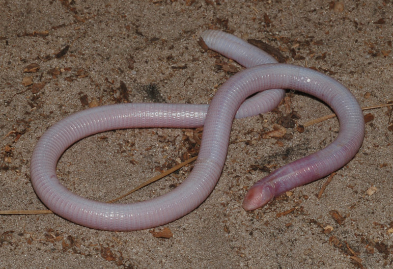 Amphisbaenia - Worm Lizard: Subordo Amphisbaenia - Worm Lizard