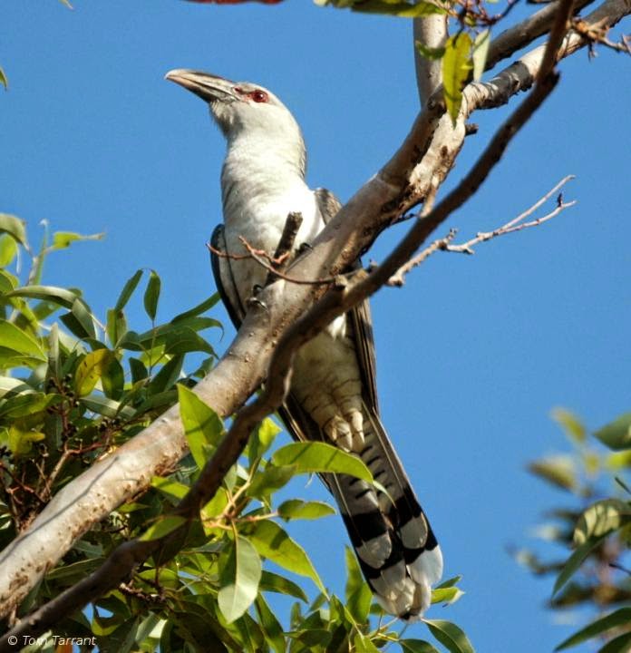 Tierra de cucos, cuclillos, críalos, turacos: Cuco tucán (Scythrops ...