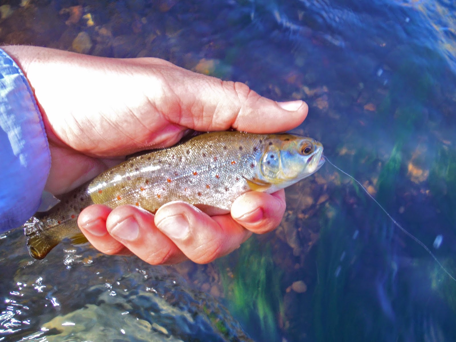 Erik’s Fly Fishing Blog: The Canadian Connection