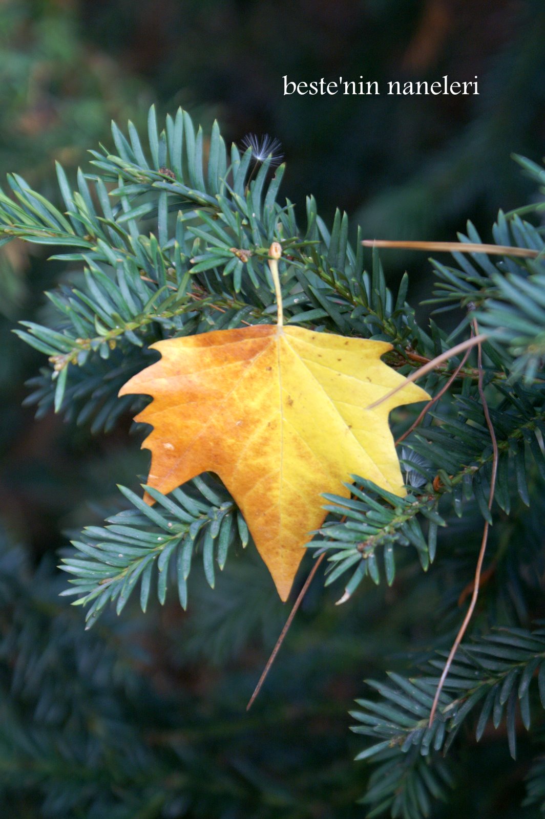 Doğayı Keşfederken: En guzel agac yapragi yarismasi
