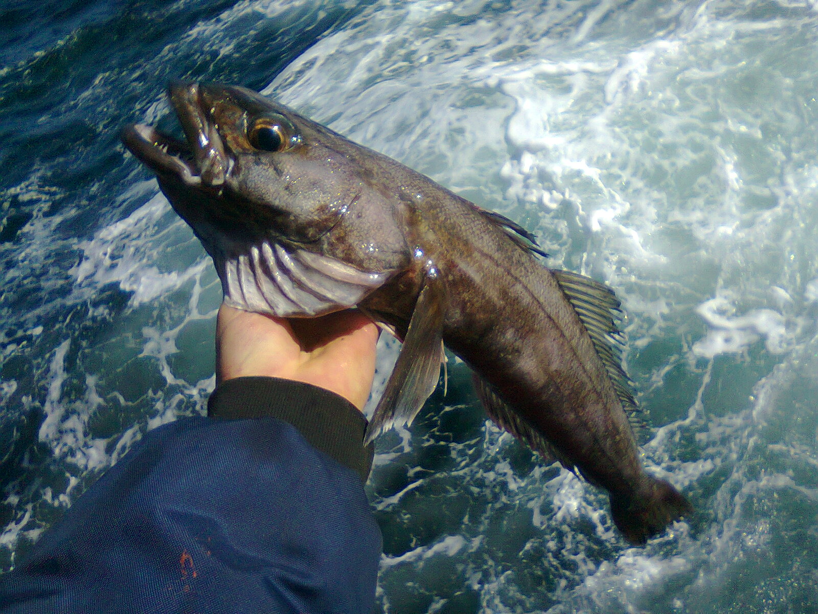 El Mar Argentino Maffeis Oscar: 200912