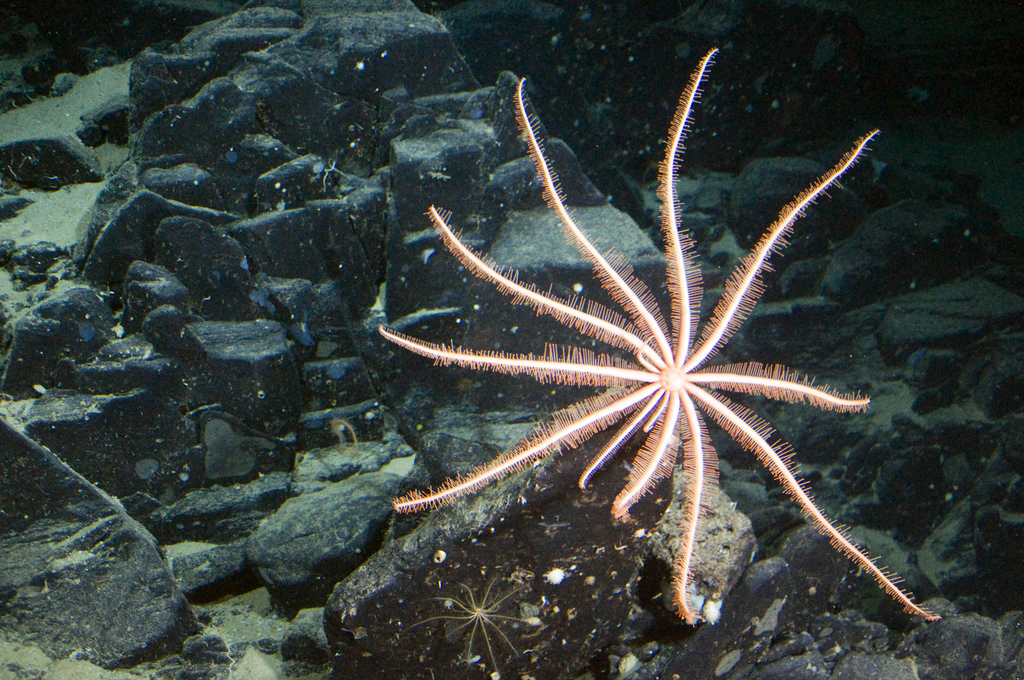 Real Monstrosities: Brisingid Starfish