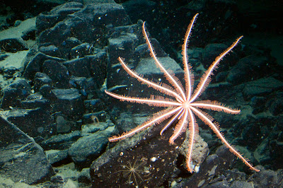 Real Monstrosities: Brisingid Starfish