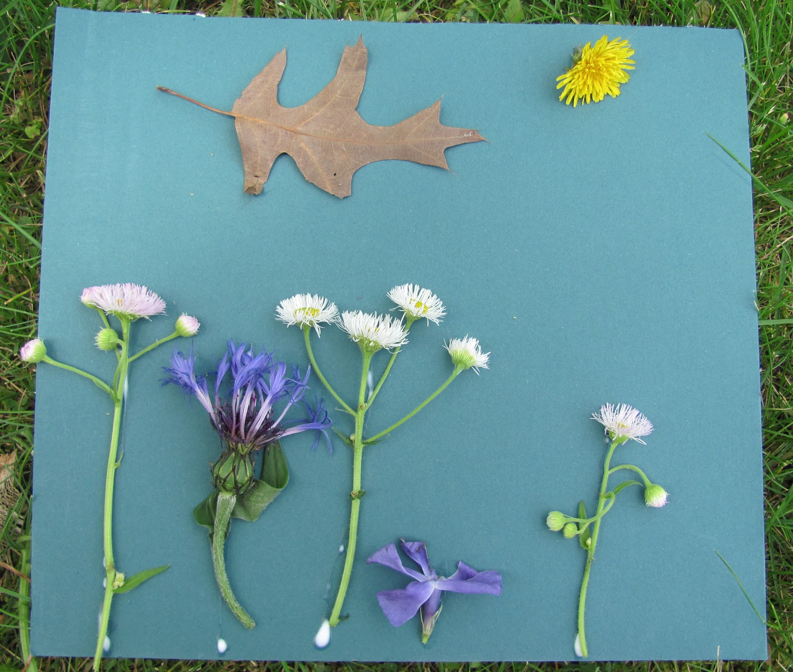 The Chocolate Muffin Tree: Outdoor Nature Collages