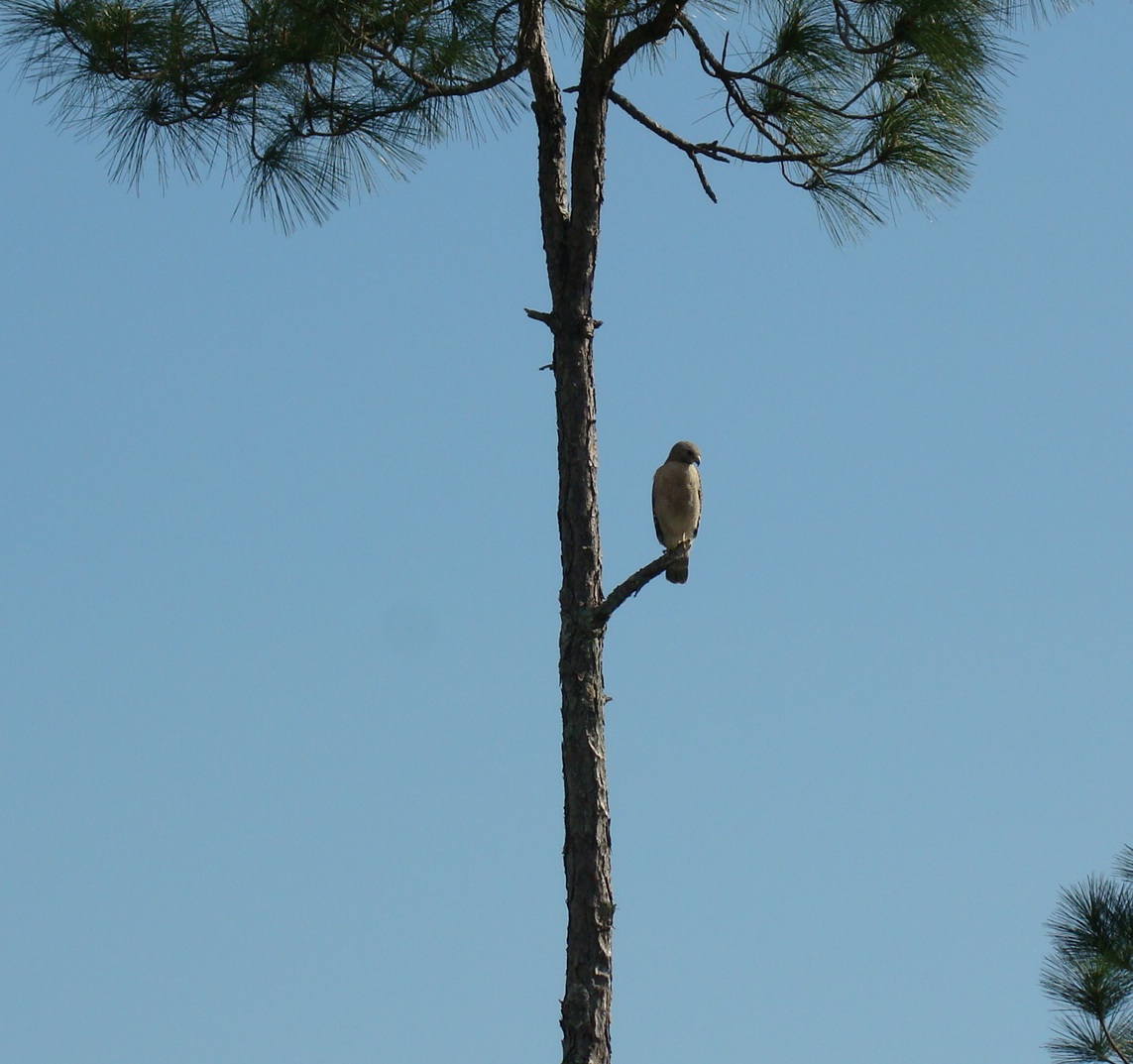 Burly Bird: Florida AVICATION Part II: The Glades...