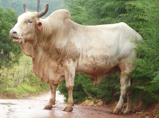 Pense Verde: Qual é a diferença entre o boi e o touro?