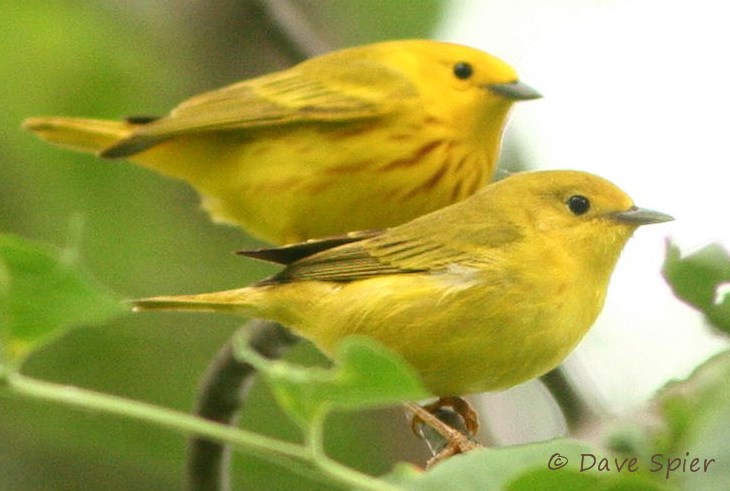 northeast naturalist: Yellow Warblers