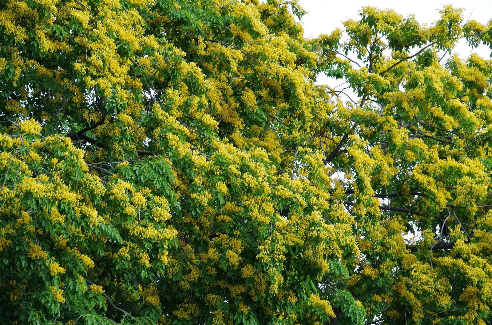 Trees and Plants: Angsana