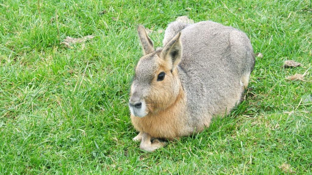 Animals and kids: Maras - a cross between a rabbit and a small deer