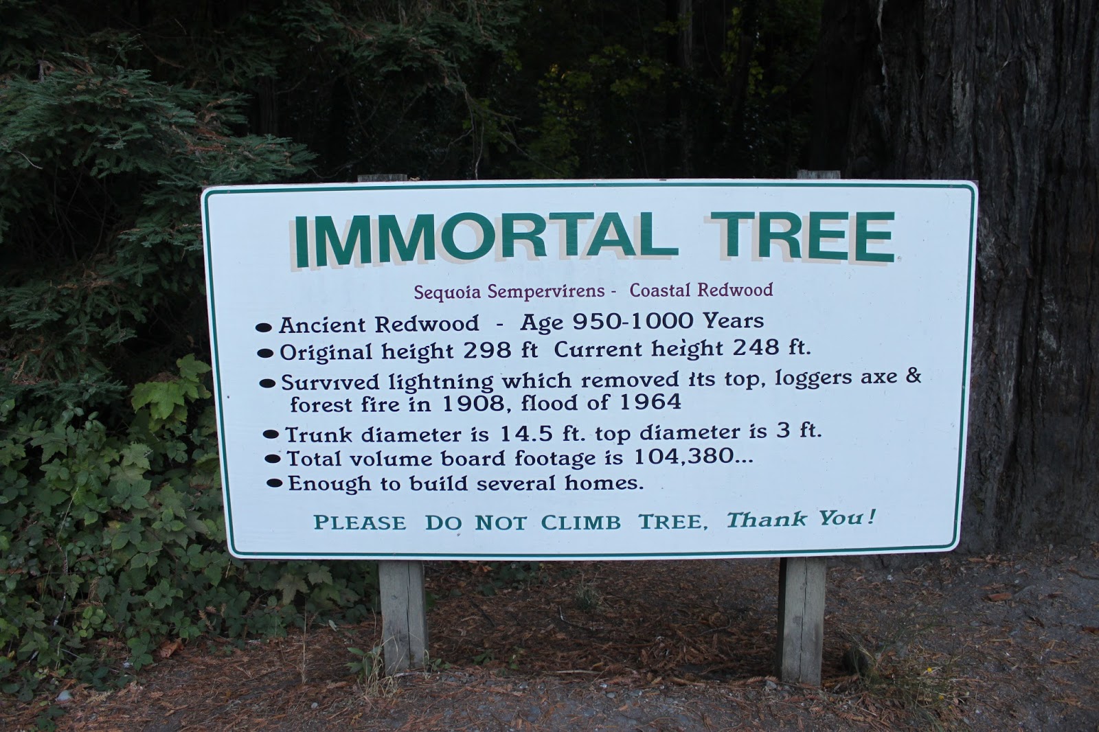 Lloyds of Felton: Immortal Tree