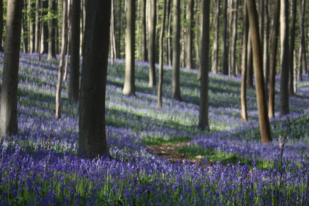 Hallerbos in blossom | Louis-Philippe Loncke - Versatile Explorer and ...