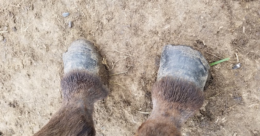 International Blue: Donkey Feet