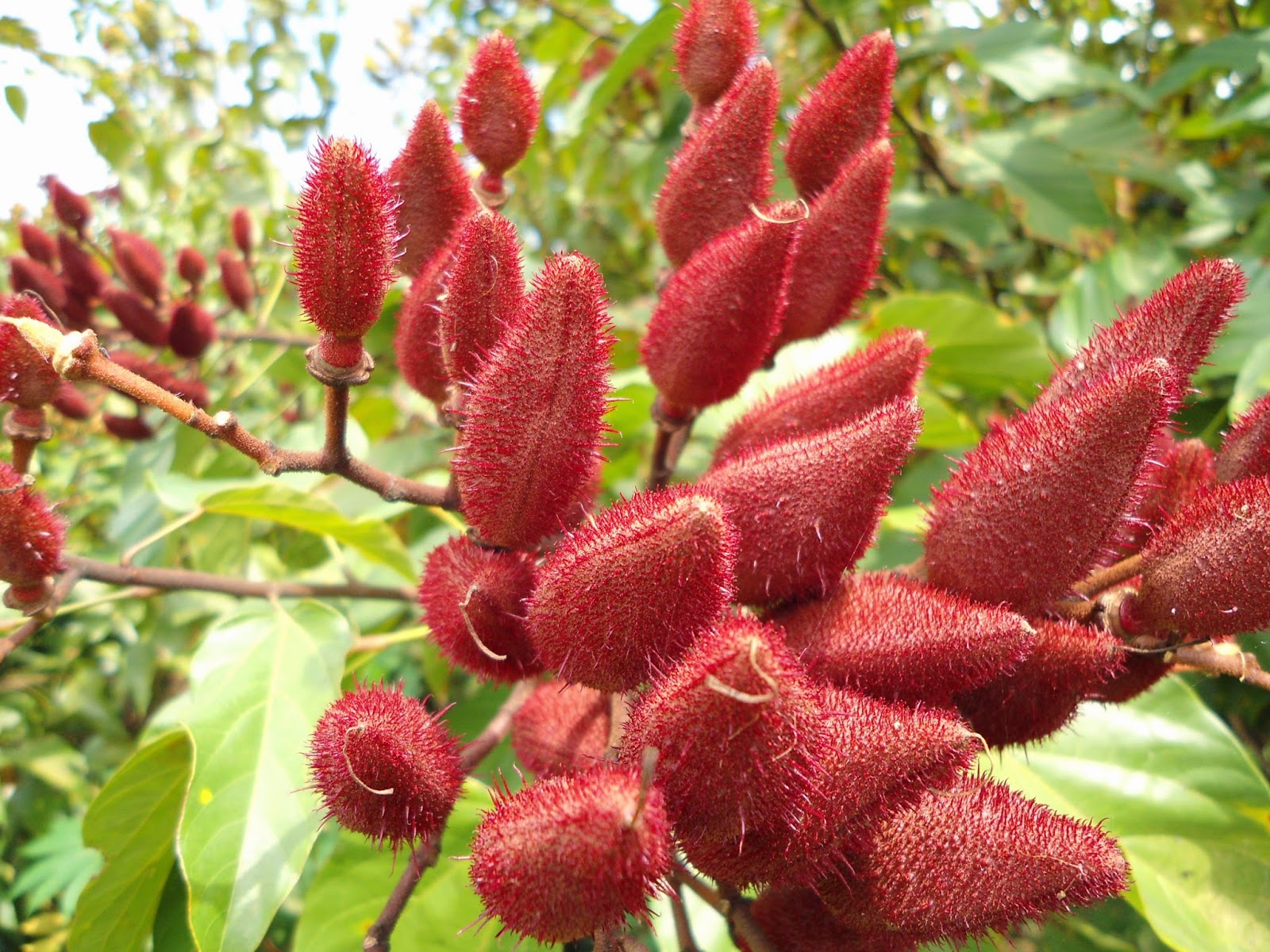 PLAAN : Achiote - Bixa orellana