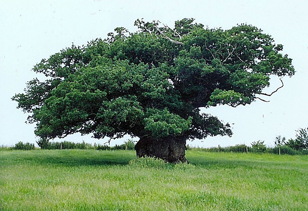 Lisa's World: LINCOLNSHIRE, ENGLAND Bowthorpe Oak