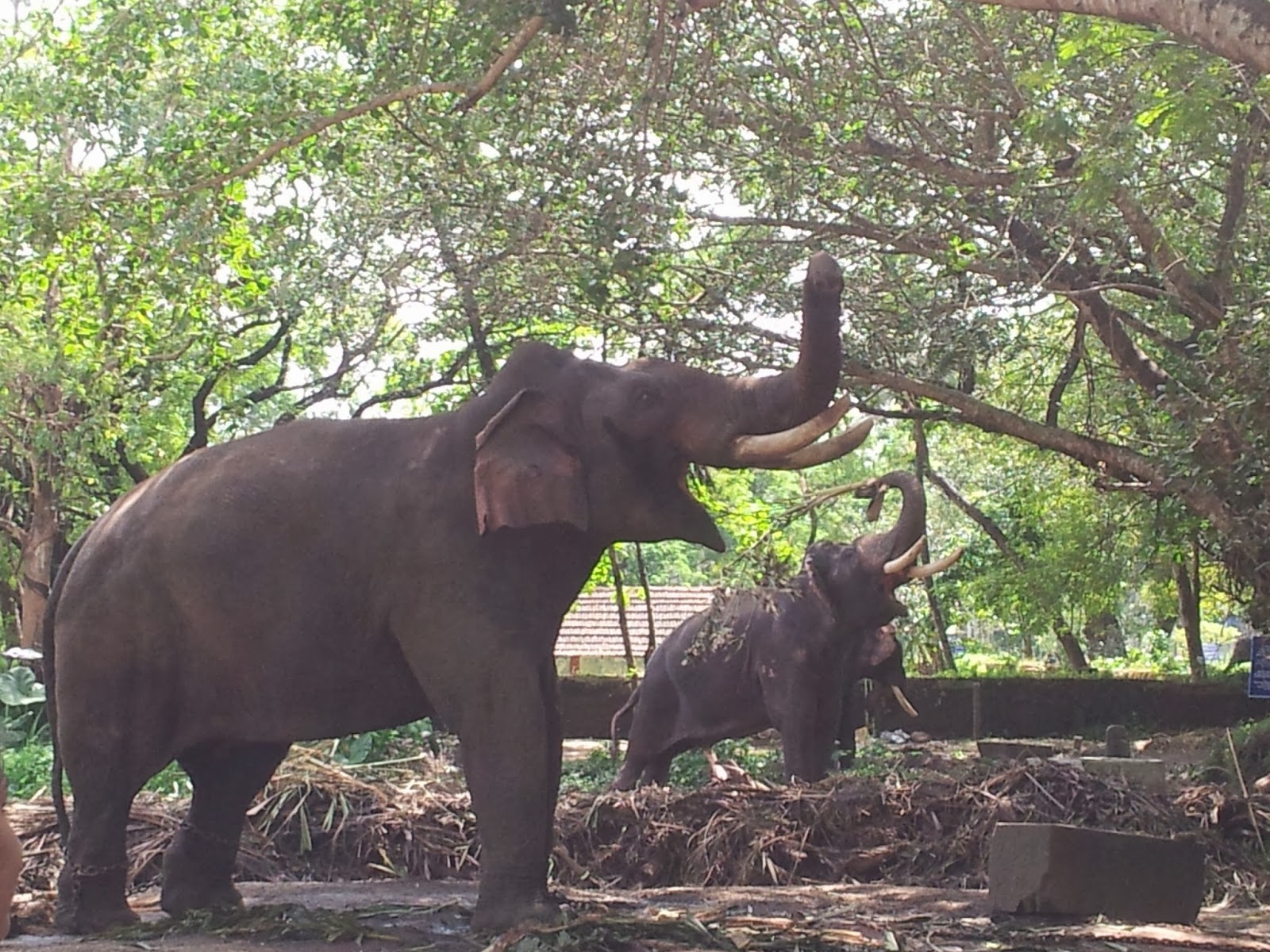 Guru's Travel Odyssey: Punnathur Kotta - Elephant sanctuary near Guruvayoor
