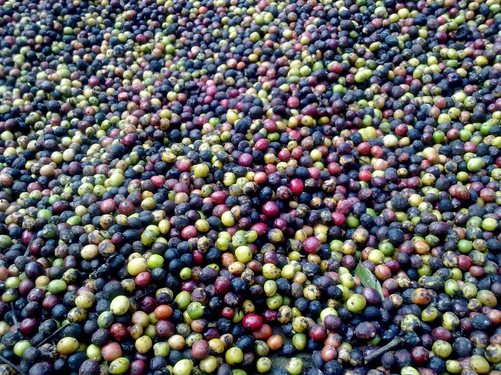 quadradikus: photography: rich in flavor, rich in color