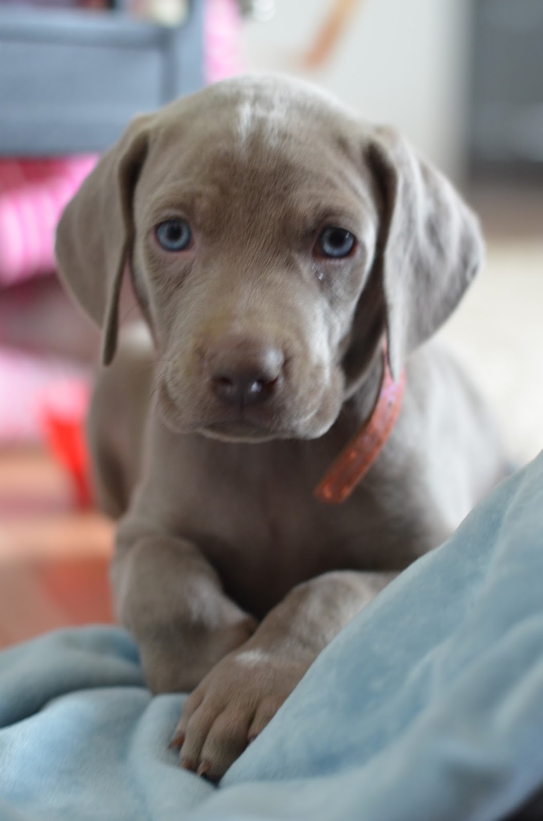 Northstar Weimaraners: Adorable weimaraner puppies!