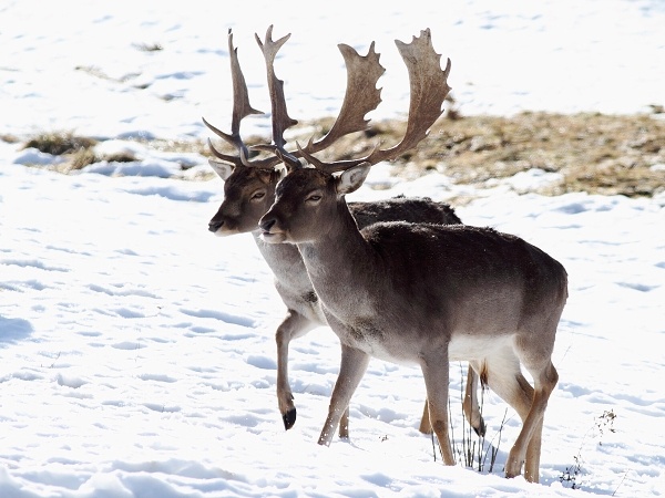 ANIMALE: CERBUL LOPATAR