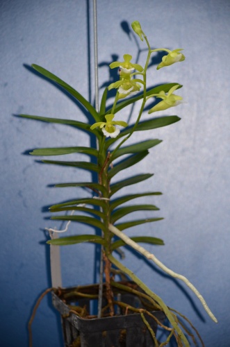 Grupo Orquideófilo del Norte Santafesino: Vanda vietnamica