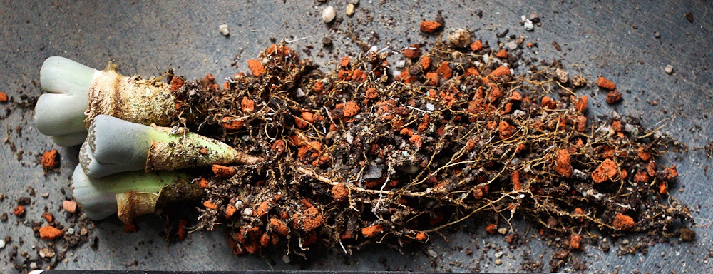 Growing Lithops: Roots