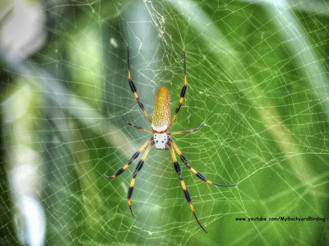 Backyard Birdingand Nature Golden Silk Orb Weaver Spider In Florida Part 1
