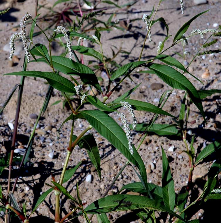 Field Biology in Southeastern Ohio: A Few Smartweeds