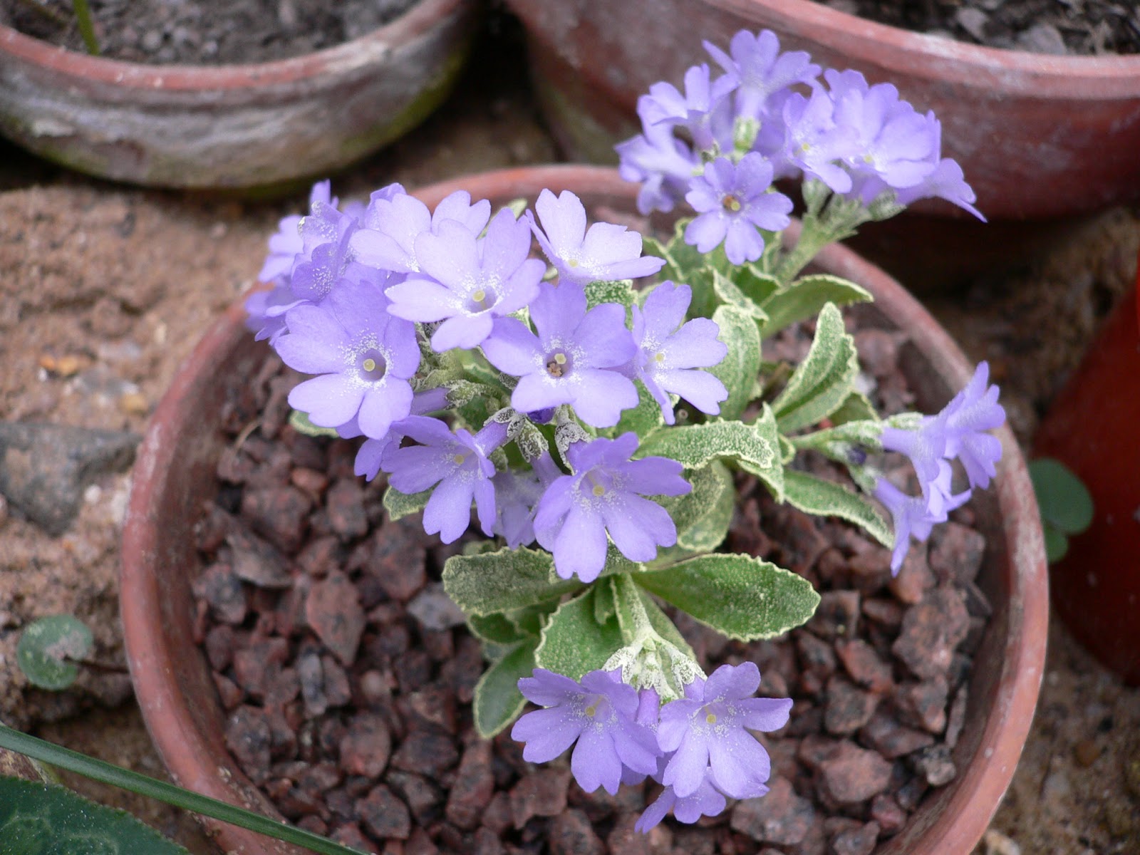 Mark's Inspiring Plants: Primula marginata "Napoleon" and "Pritchards var"