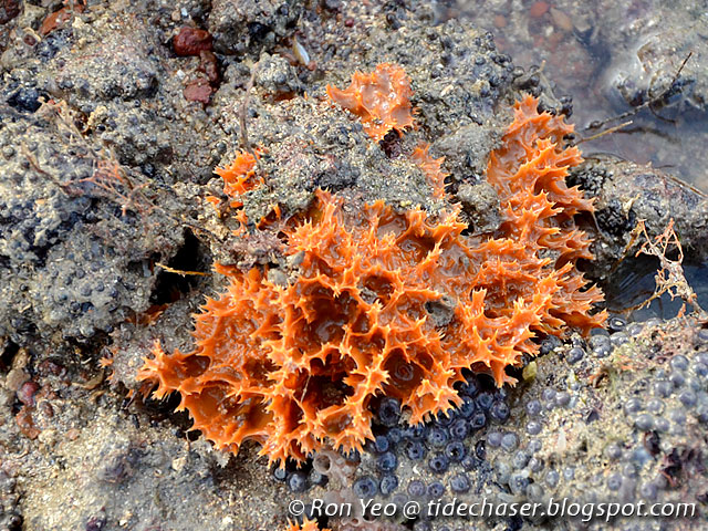 tHE tiDE cHAsER: Sponges (Phylum Porifera) of Singapore
