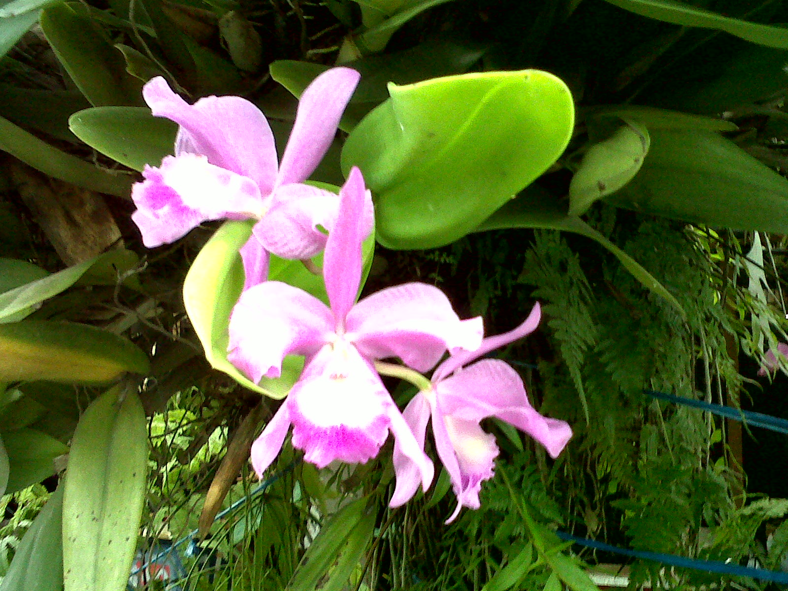 Orchid Flower, Orchid Plant, Orchid Species, Orchid Hybrid, Orchid Care ...