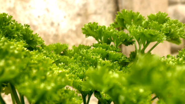 HOW TO GROW PARSLEY FROM SEED IN OUTSIDE BEDS |The Garden of Eaden