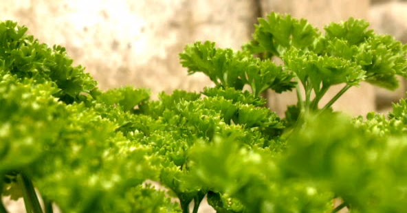 HOW TO GROW PARSLEY FROM SEED IN OUTSIDE BEDS |The Garden of Eaden