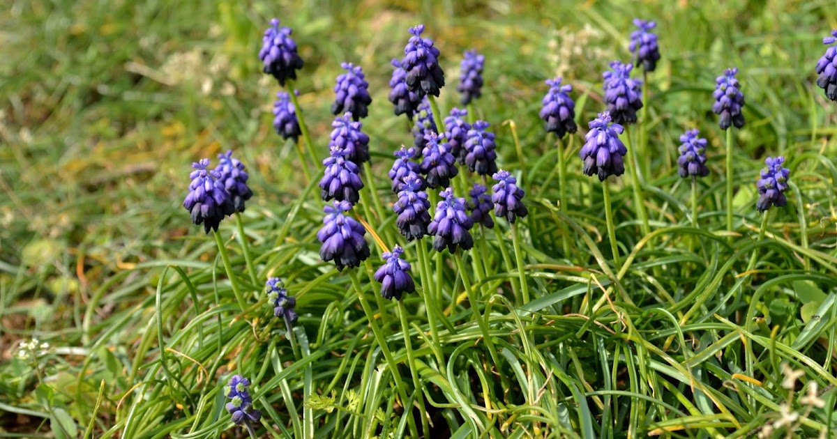 Η χλωρίδα μας: Muscari commutatum