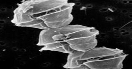 ALEXANDRIUM CATENELLA