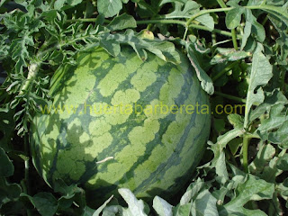 Huerta Barbereta Blog - Vivero: Sandía Injertada en calabaza