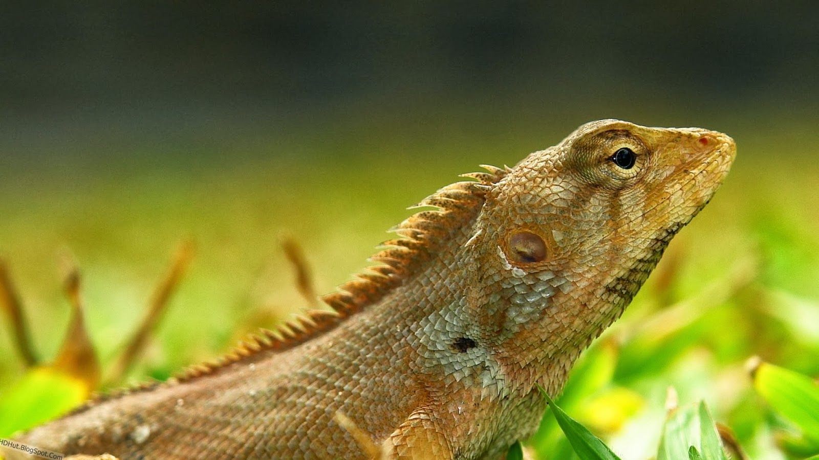 Top 25 Most Incredible Lizard Wallpapers In HD