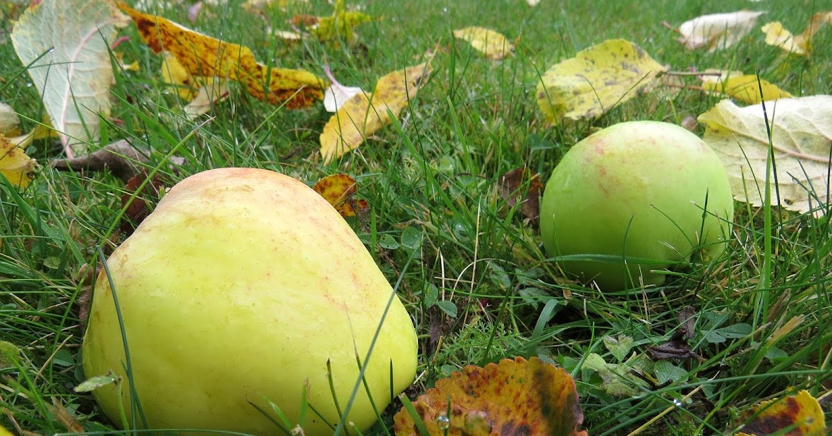 Drömgården: Äppel päppel